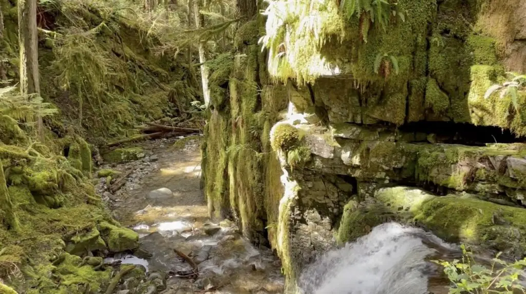 The 5 Best Easy Hikes in Powell River, BC – Rise & Alpine