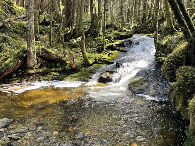 The 5 Best Easy Hikes in Powell River, BC – Rise & Alpine